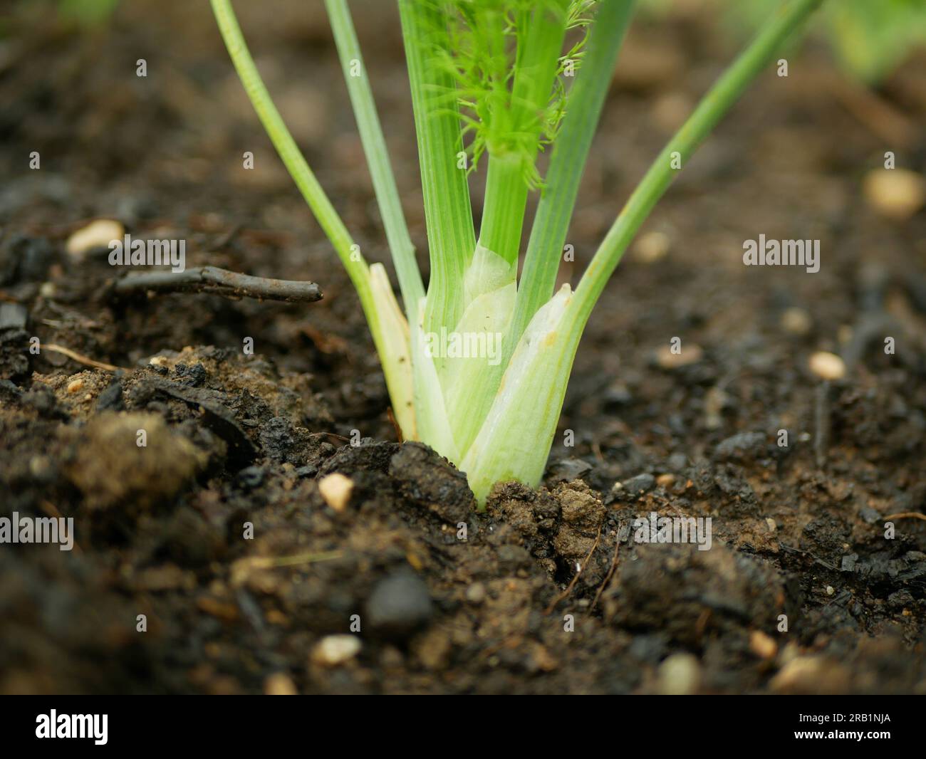 Fennel Foeniculum vulgare close-up bulb harvest stalks detail green bio ...