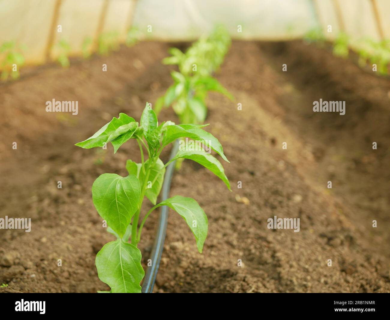 Pepper seedling greenhouse foil young planting bio green capsicum ...