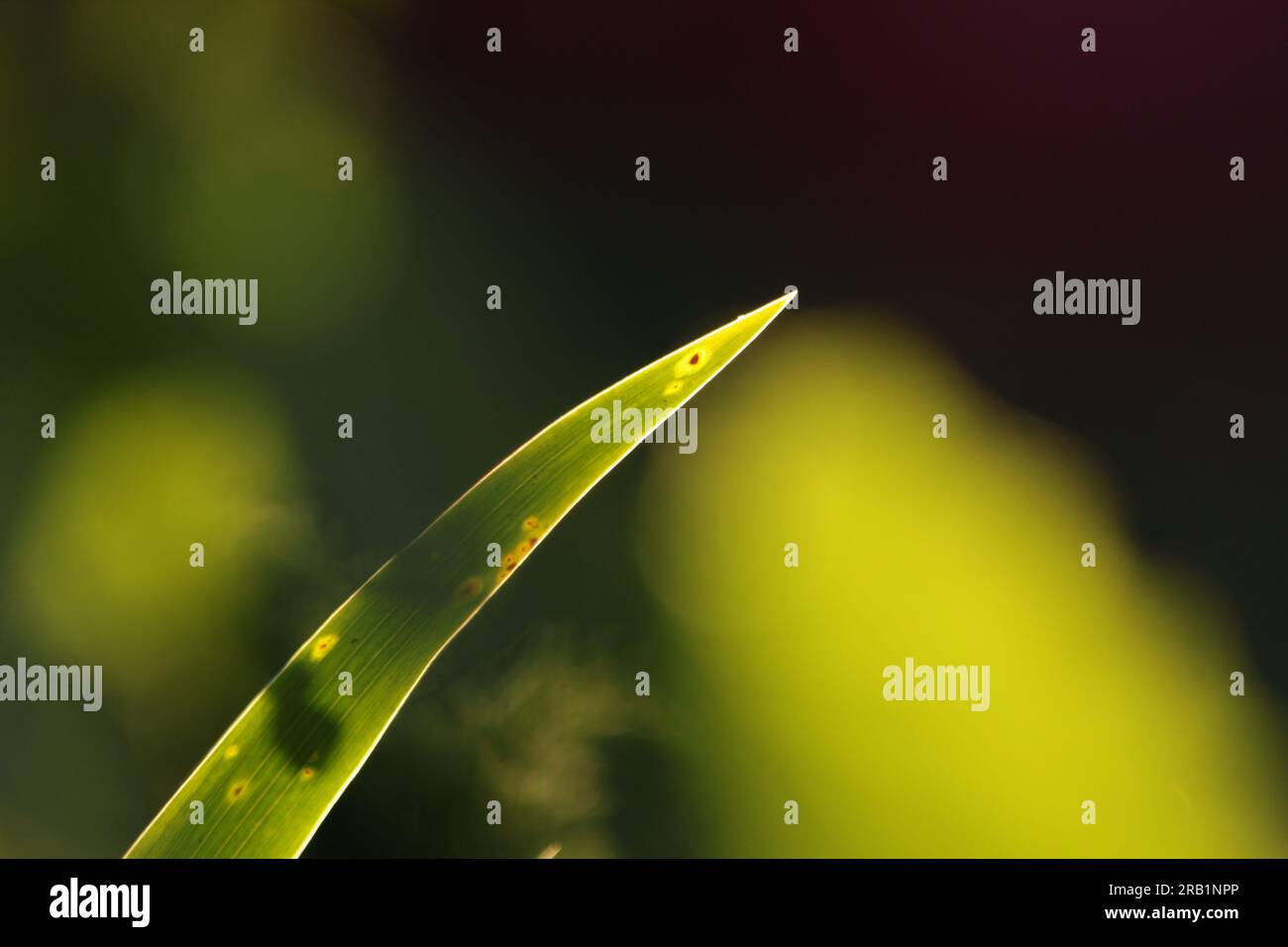 A single green leaf is highlighted by the sun. Green colour surrounds ...