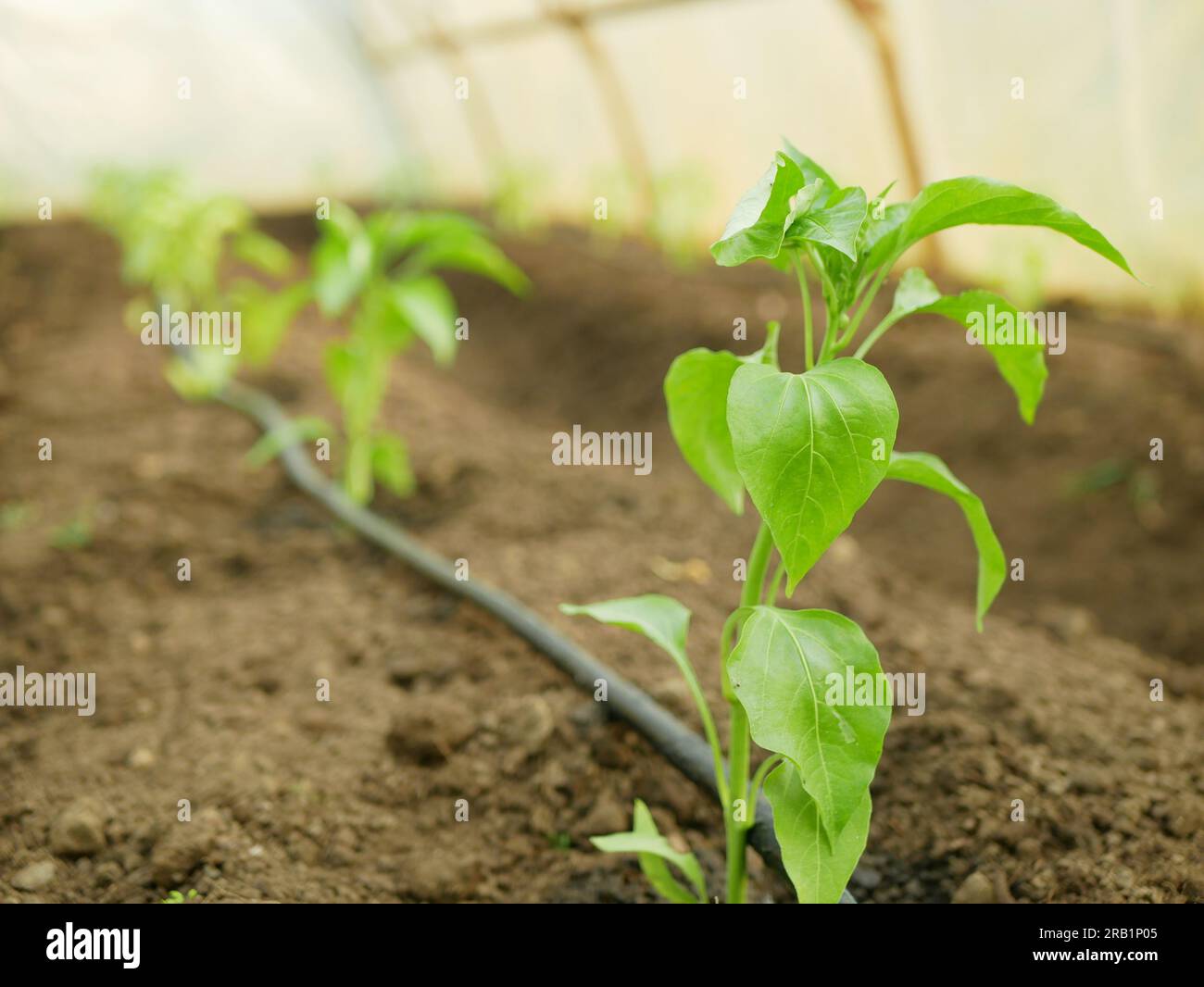 Pepper seedling greenhouse foil young planting bio green capsicum ...