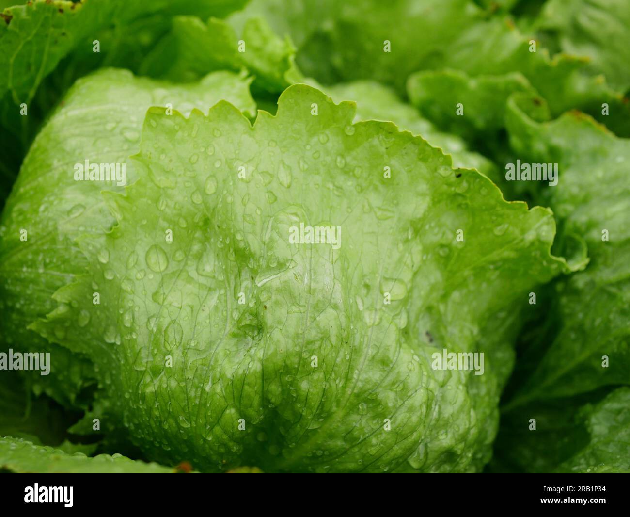 Iceberg green lettuce farm dew drops rain fresh waterleaves bio curly ...