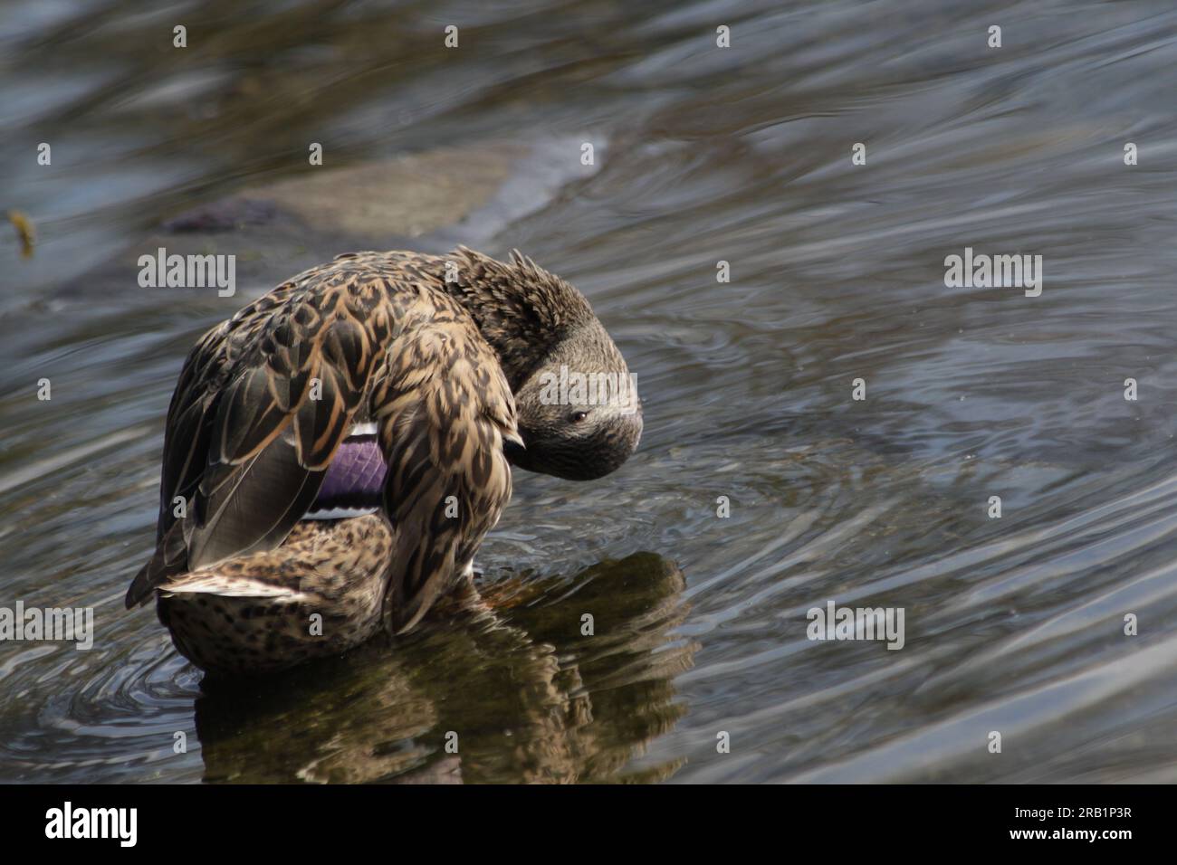 A duck is sitting in the water and looks back at the camera Stock Photo ...