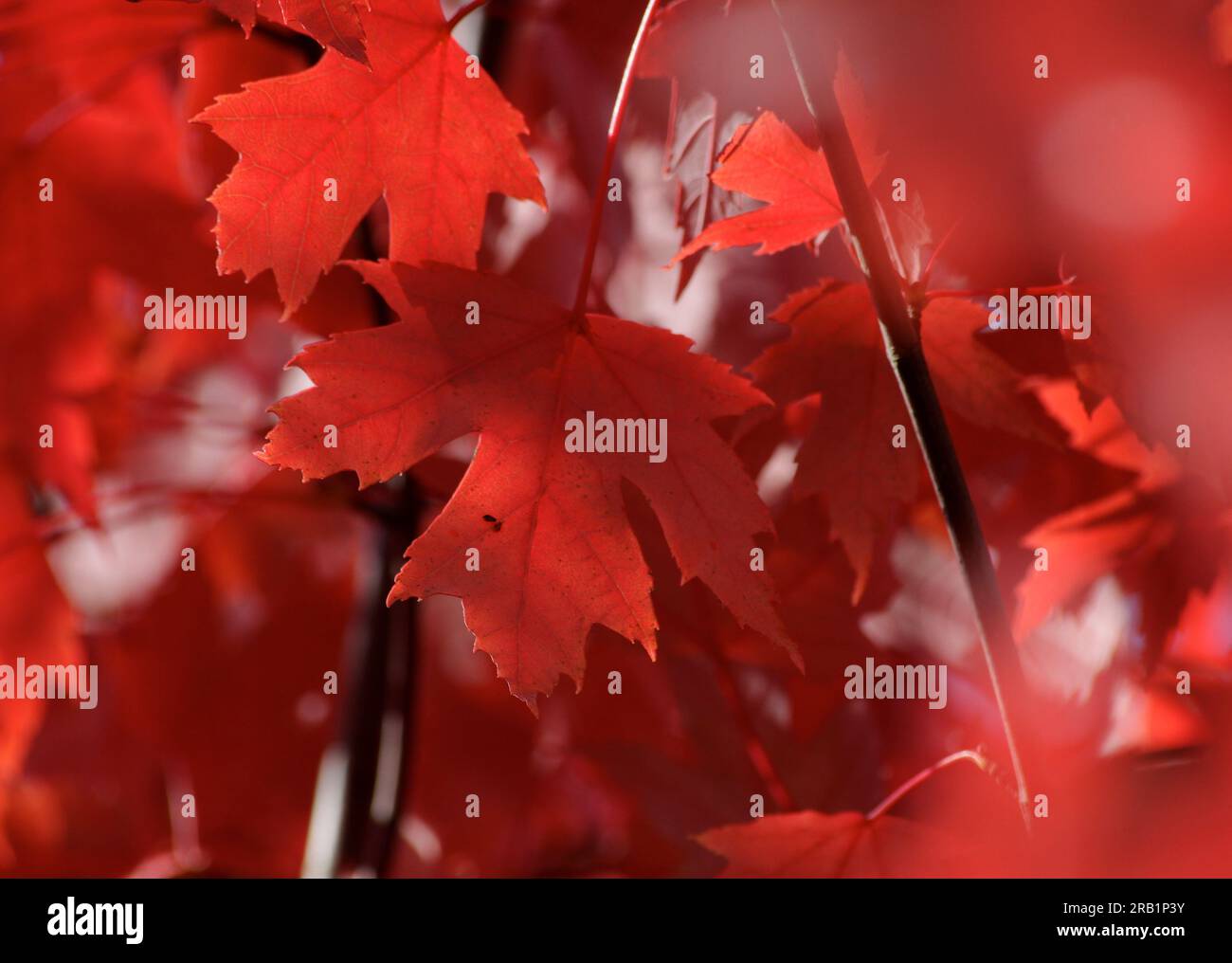 Fall plant hi-res stock photography and images - Alamy