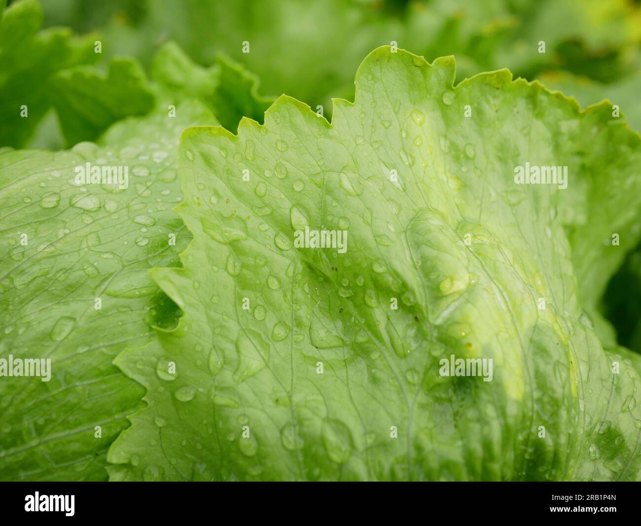 Iceberg green lettuce farm dew drops rain fresh waterleaves bio curly ...