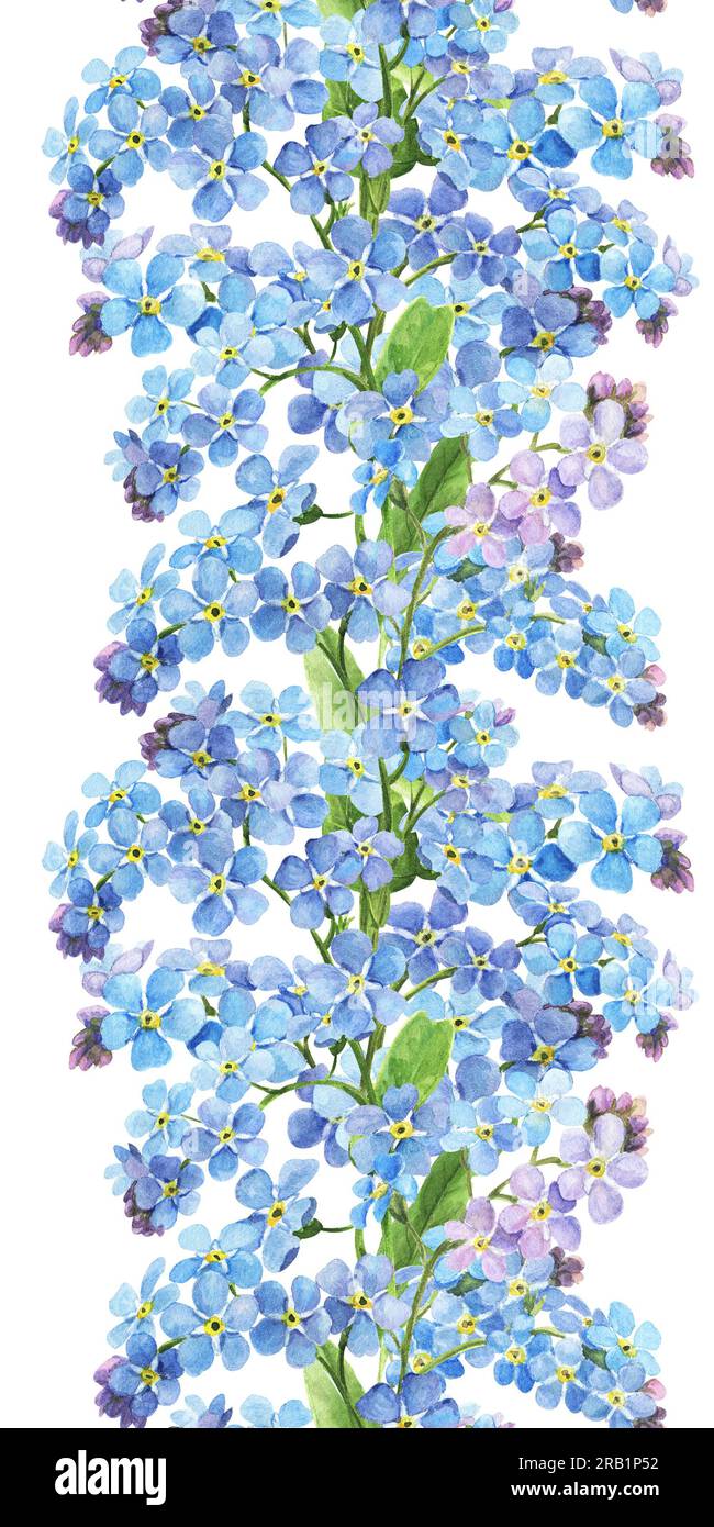 Watercolor seamless border with forget me nots, botanical illustration ...