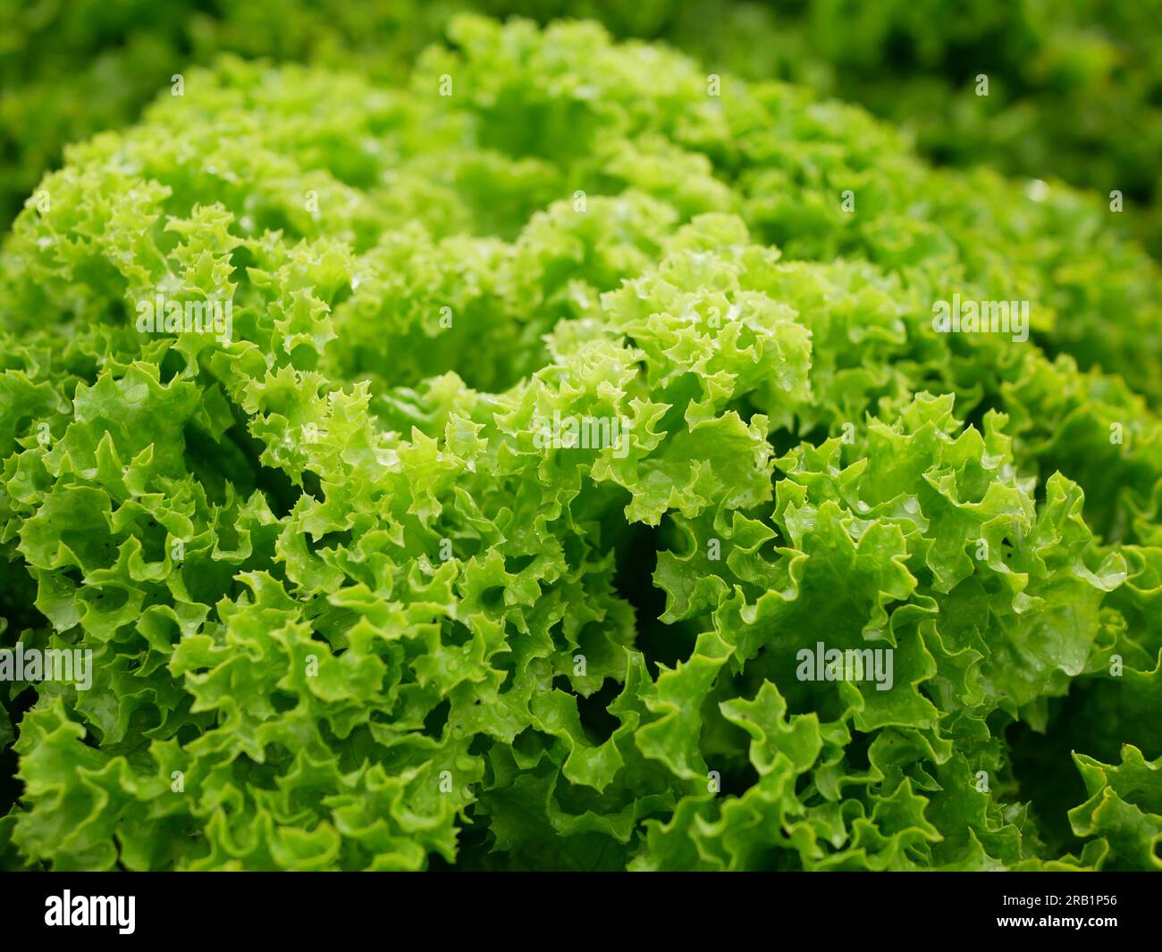 Lollo Rosso green lettuce farm fresh bio curly Lactuca sativa harvest ...