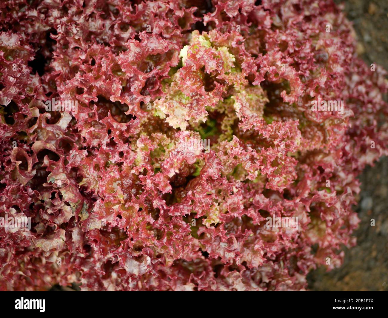 Lollo Rosso green lettuce farm fresh bio curly Lactuca sativa harvest ...