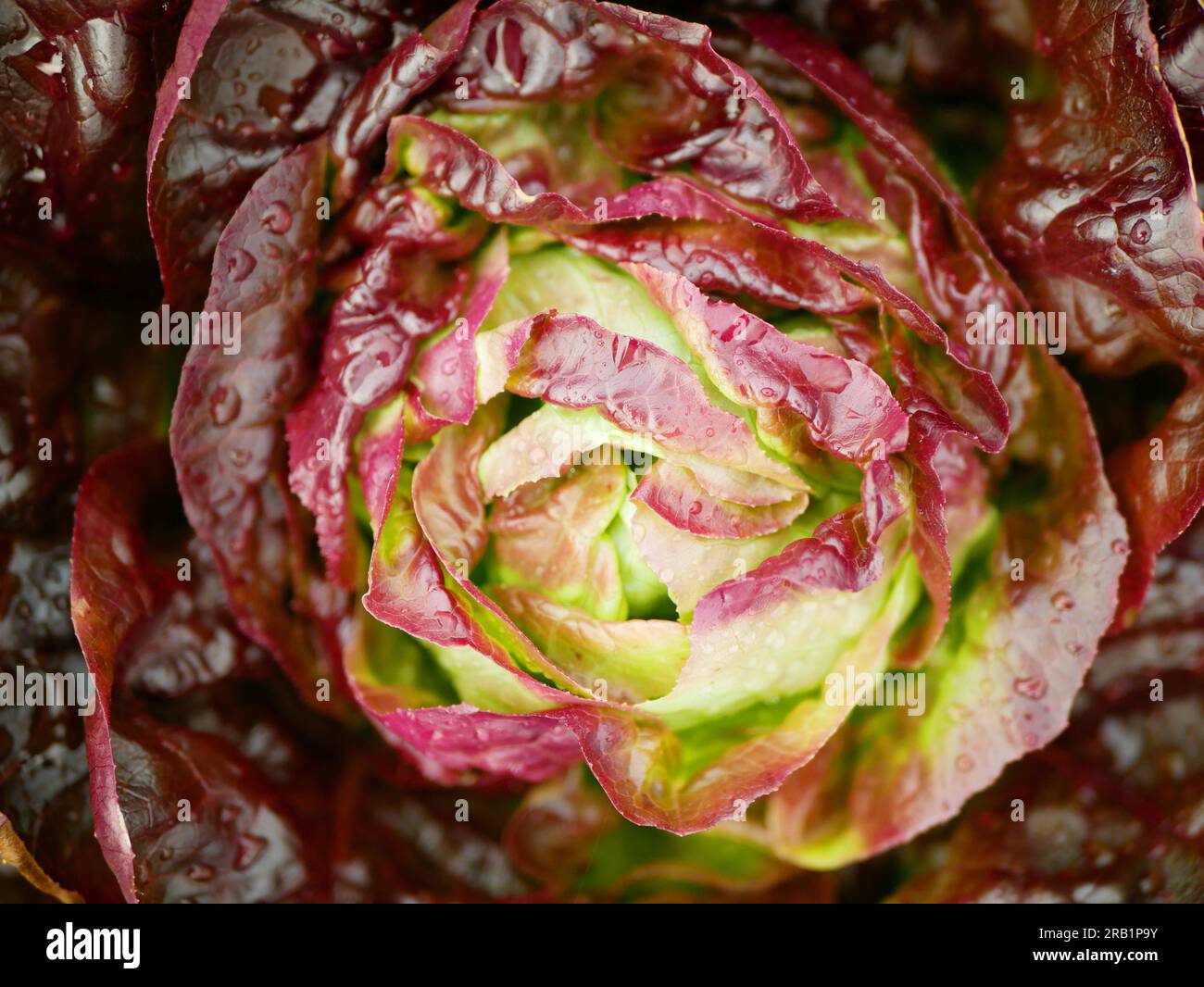 Red romaine hi-res stock photography and images - Alamy
