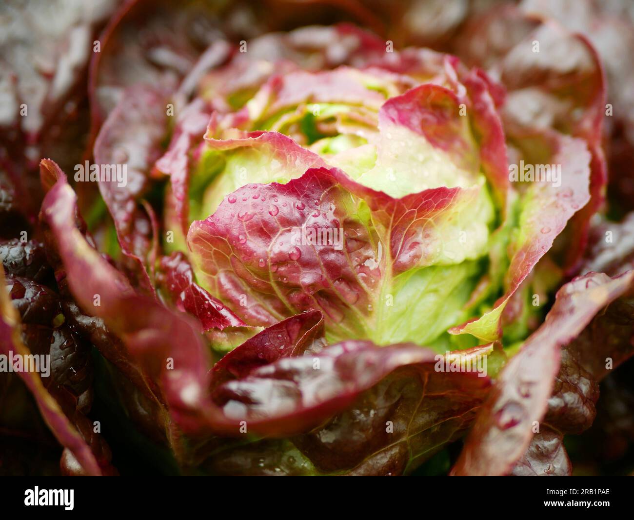 Lettuce red Romaine close-up cos Rossa harvest butterhead food Verona ...