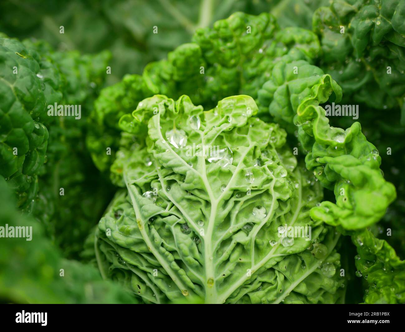Field Savoy cabbage bio detail dew drops rain fresh water leaves leaf ...