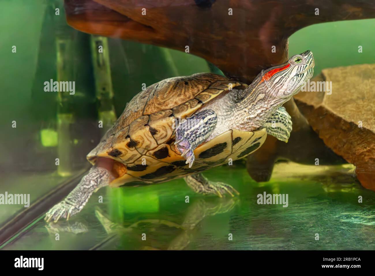 Domestic red eared turtle, Trachemys scripta in aquarium. Pond slider swimming in water. Famous ...