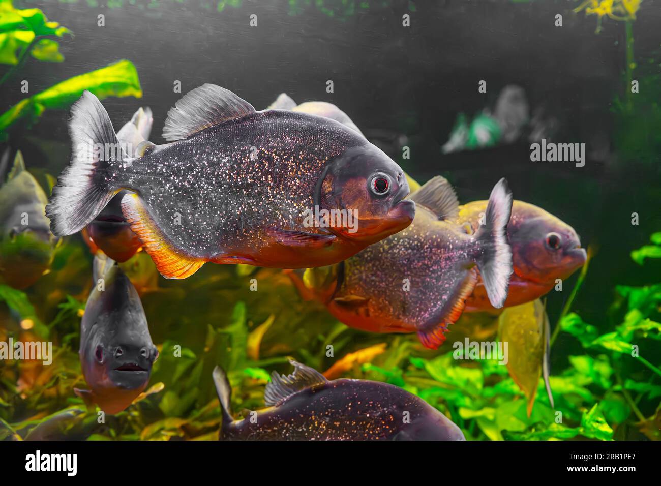 Piranha, Pygocentrus nattereri swimming in aquarium pool with green ...