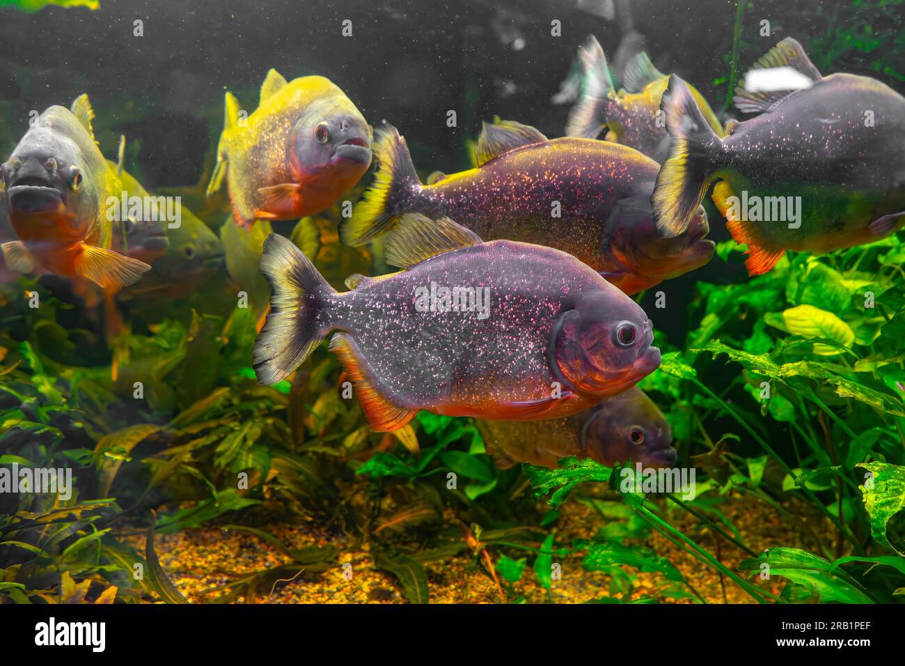 Piranha, Pygocentrus nattereri swimming in aquarium pool with green ...