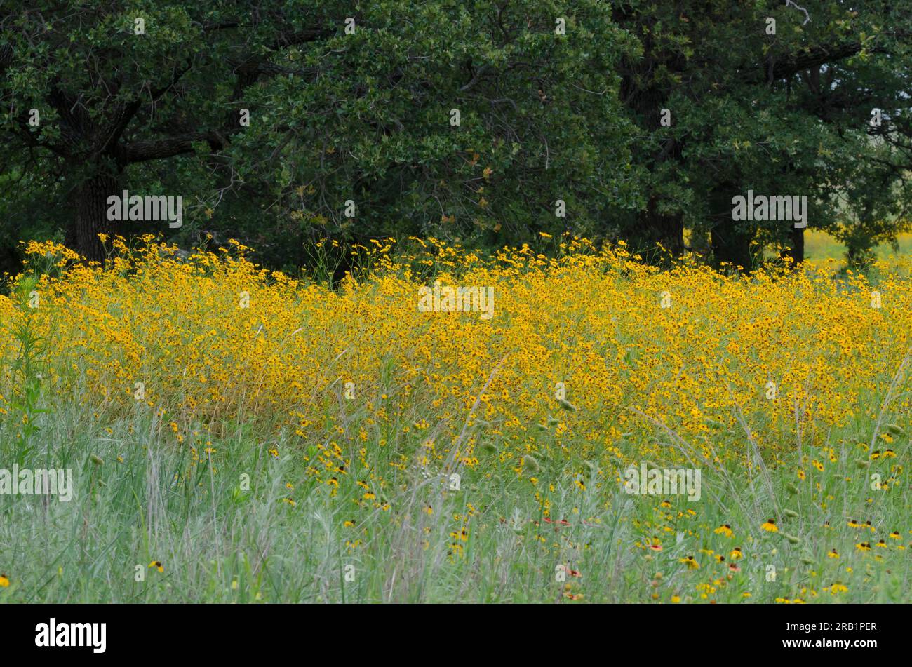 Field coreopsis tickseed wildflowers hi-res stock photography and ...