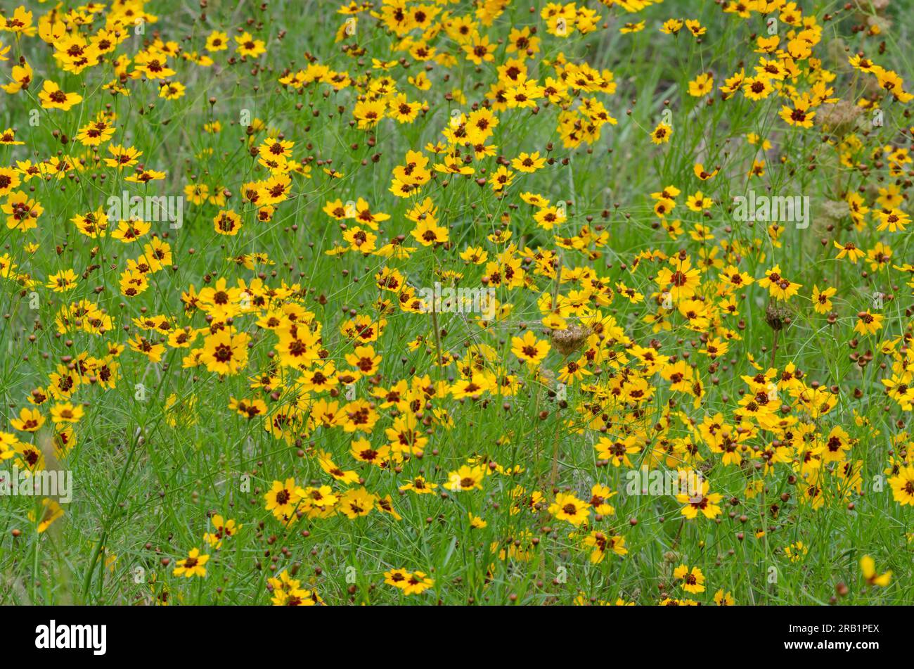 Illinois Wildflowers Coreopsis Palmata