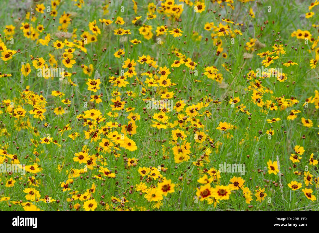 Wildflowers field tickseed plains coreopsis tinctoria wild hi-res stock ...