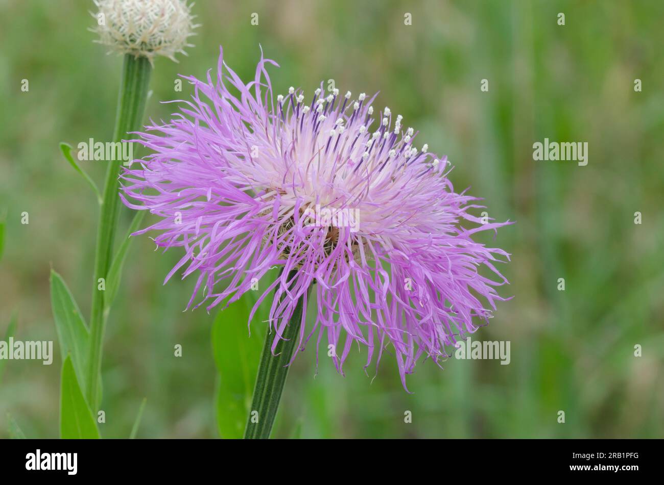 American star thistle hi-res stock photography and images - Alamy