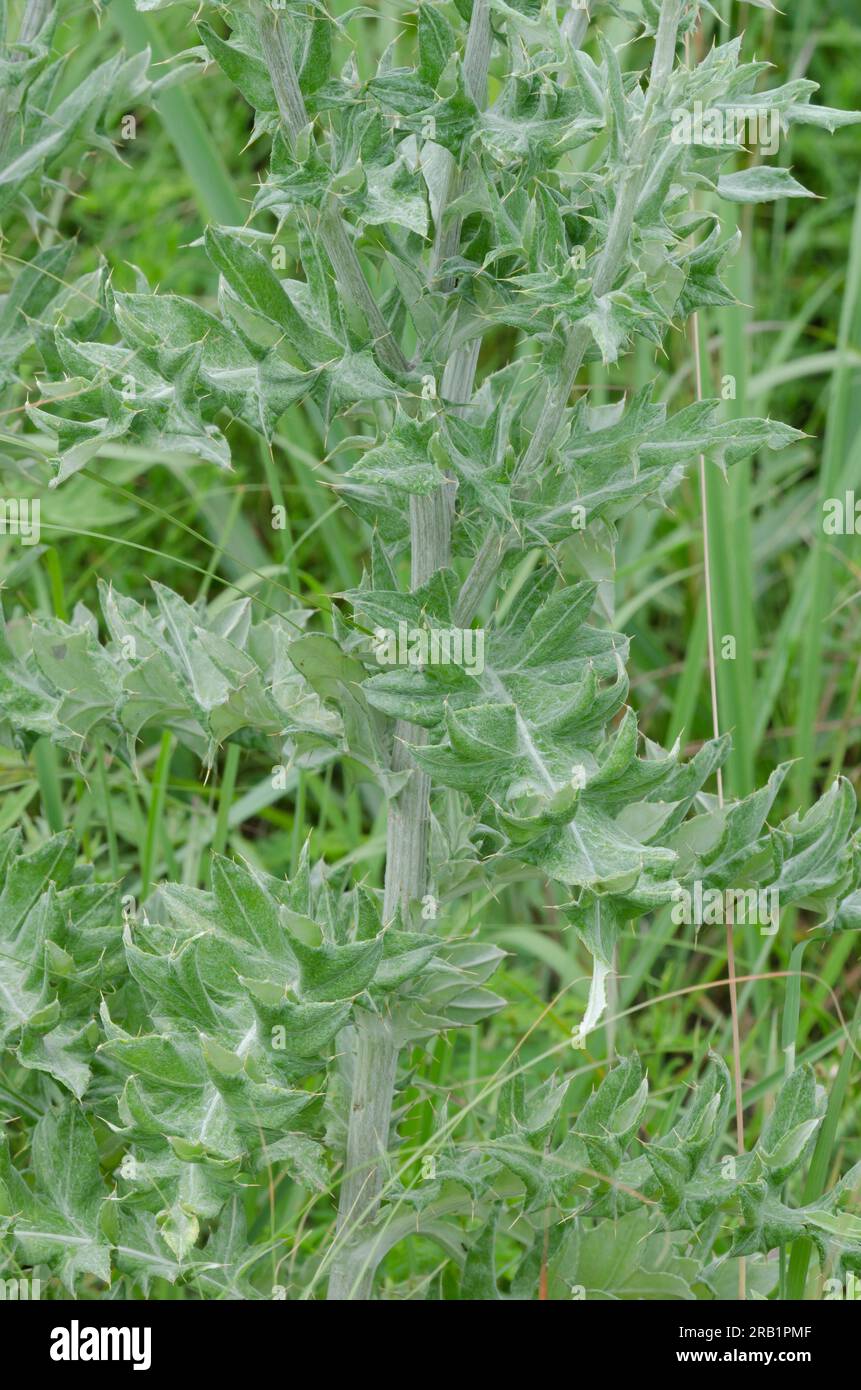Leaves of thistle hi-res stock photography and images - Alamy