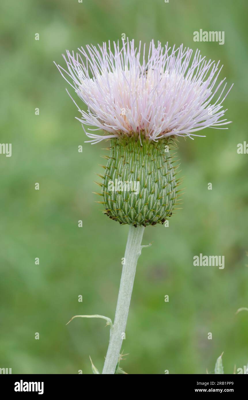 Wavyleaf Thistle, Cirsium undulatum Stock Photo - Alamy