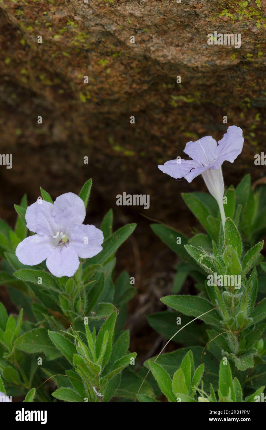 Fringe leaf wild petunia hi-res stock photography and images - Alamy