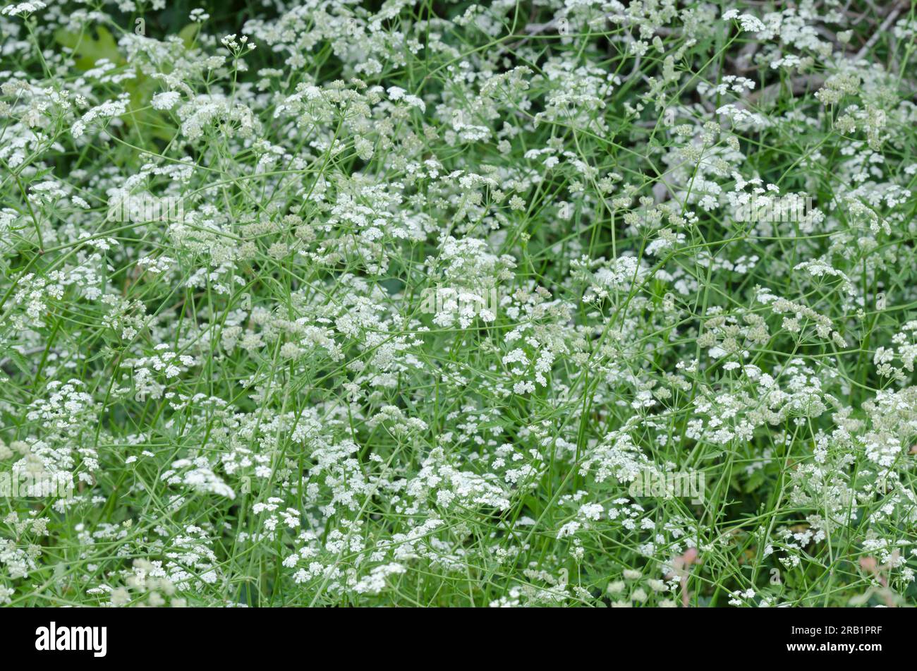 Spreading hedgeparsley, Torilis arvensis Stock Photo - Alamy