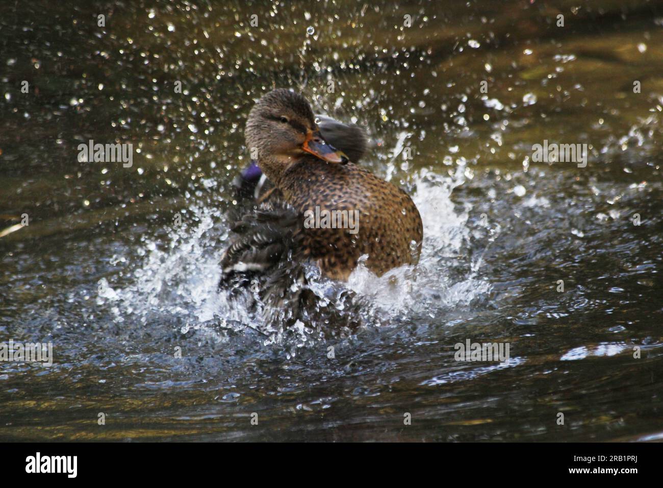 A duck is splashing in the water Stock Photo - Alamy