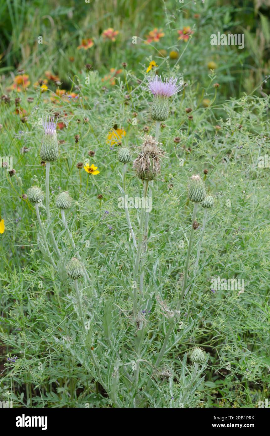 Wavyleaf Thistle, Cirsium undulatum Stock Photo - Alamy