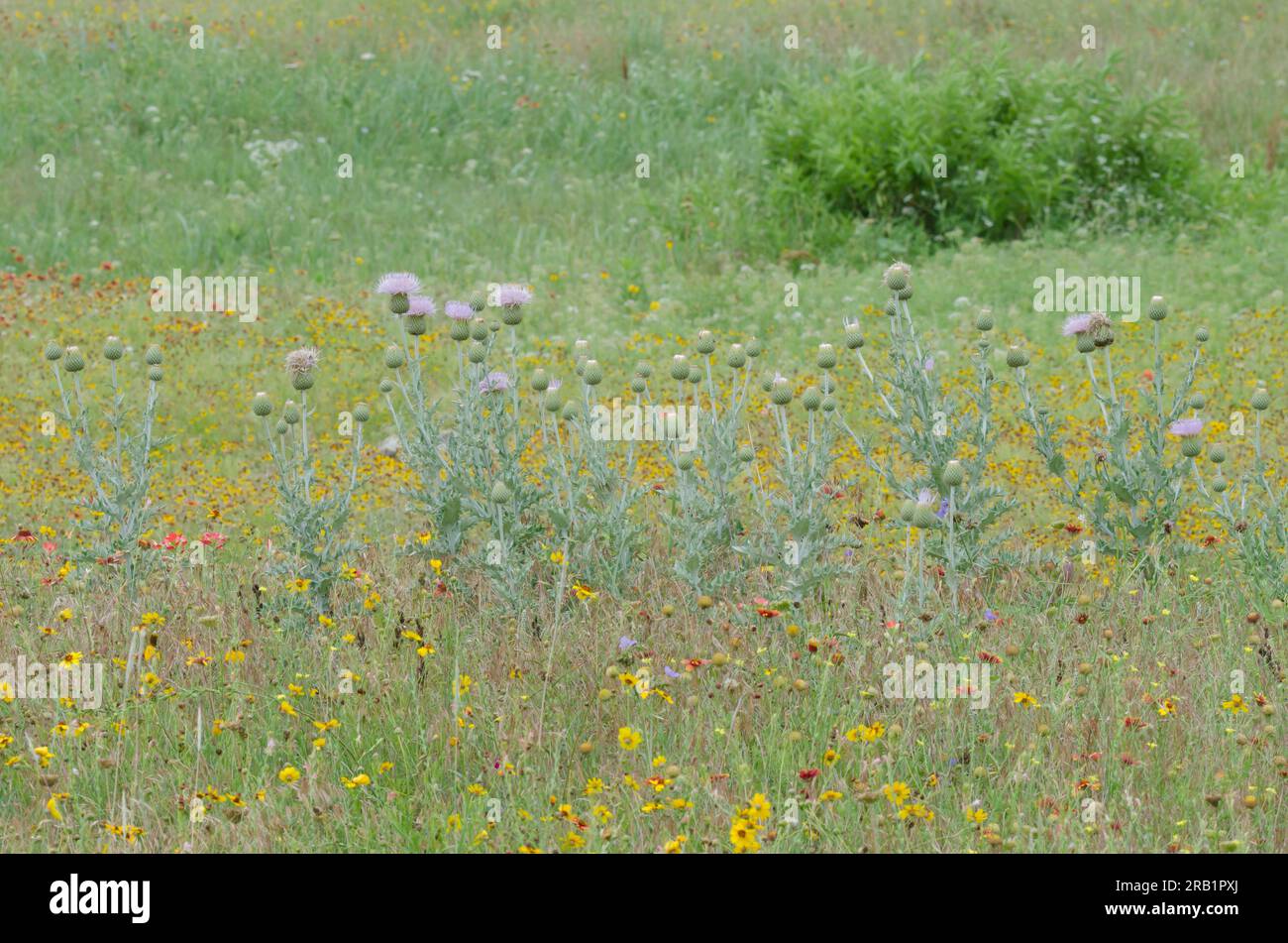 Wavyleaf Thistle, Cirsium undulatum Stock Photo - Alamy