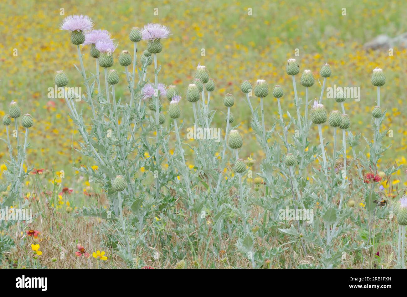 Wavyleaf Thistle, Cirsium undulatum Stock Photo - Alamy