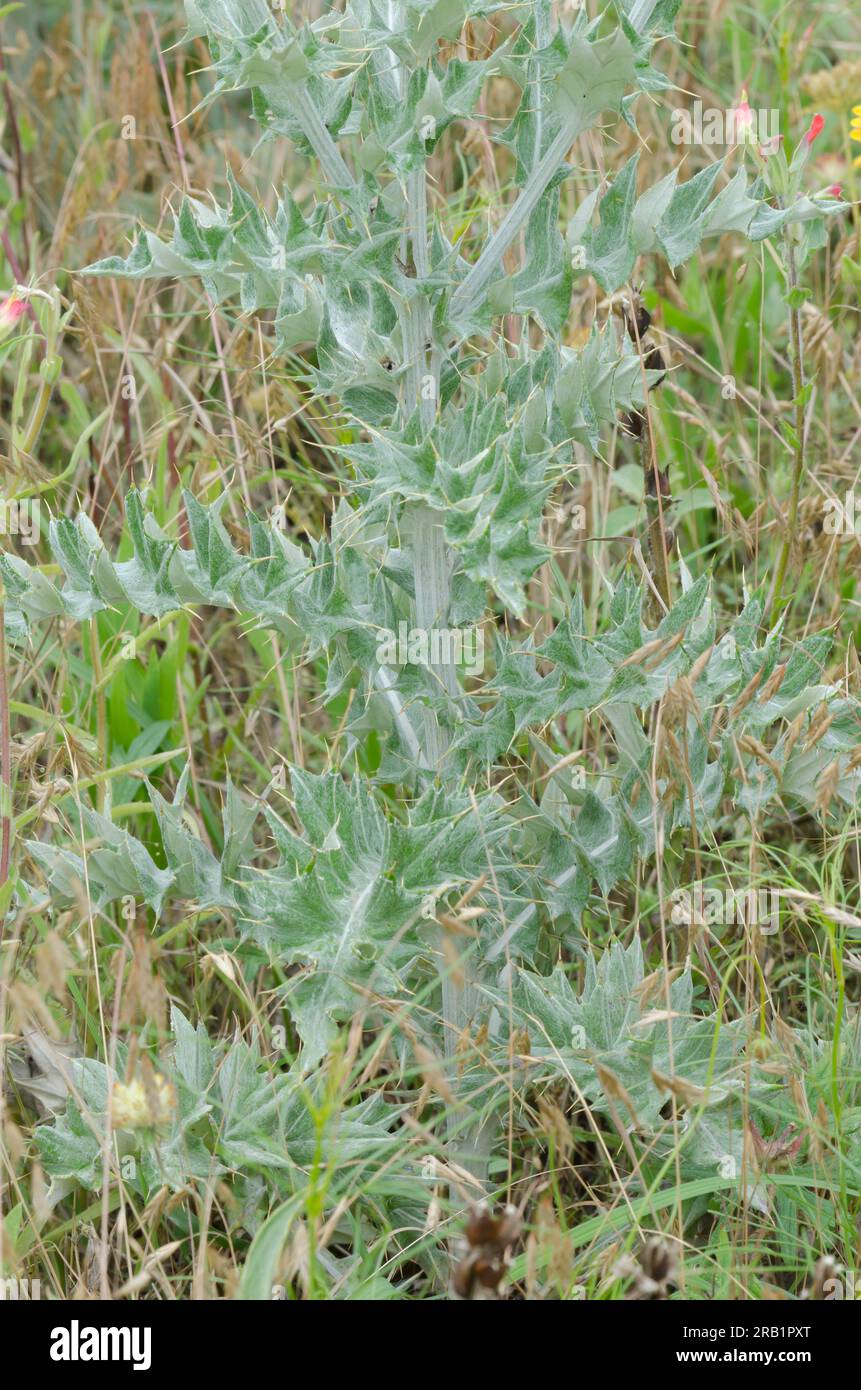 Wavyleaf Thistle, Cirsium undulatum, base of plant Stock Photo - Alamy