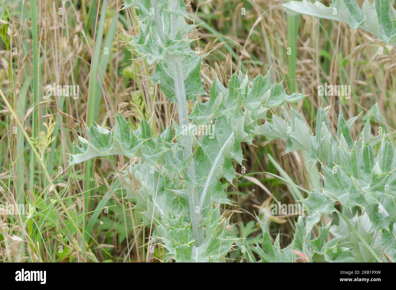 Wavyleaf Thistle, Cirsium undulatum, leaves Stock Photo - Alamy