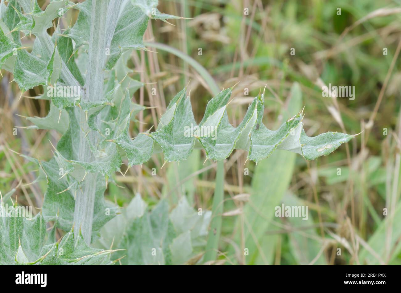 Wavyleaf Thistle, Cirsium undulatum, leaves Stock Photo - Alamy