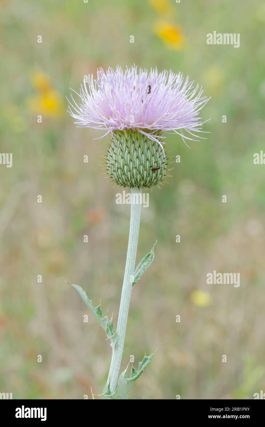 Undulatum hi-res stock photography and images - Alamy