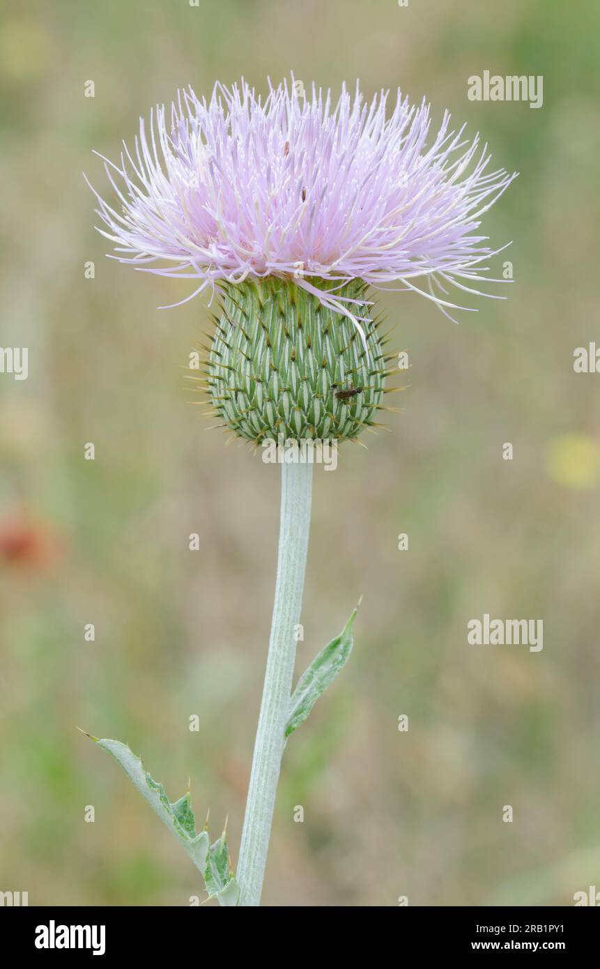 Wavyleaf thistle hi-res stock photography and images - Alamy