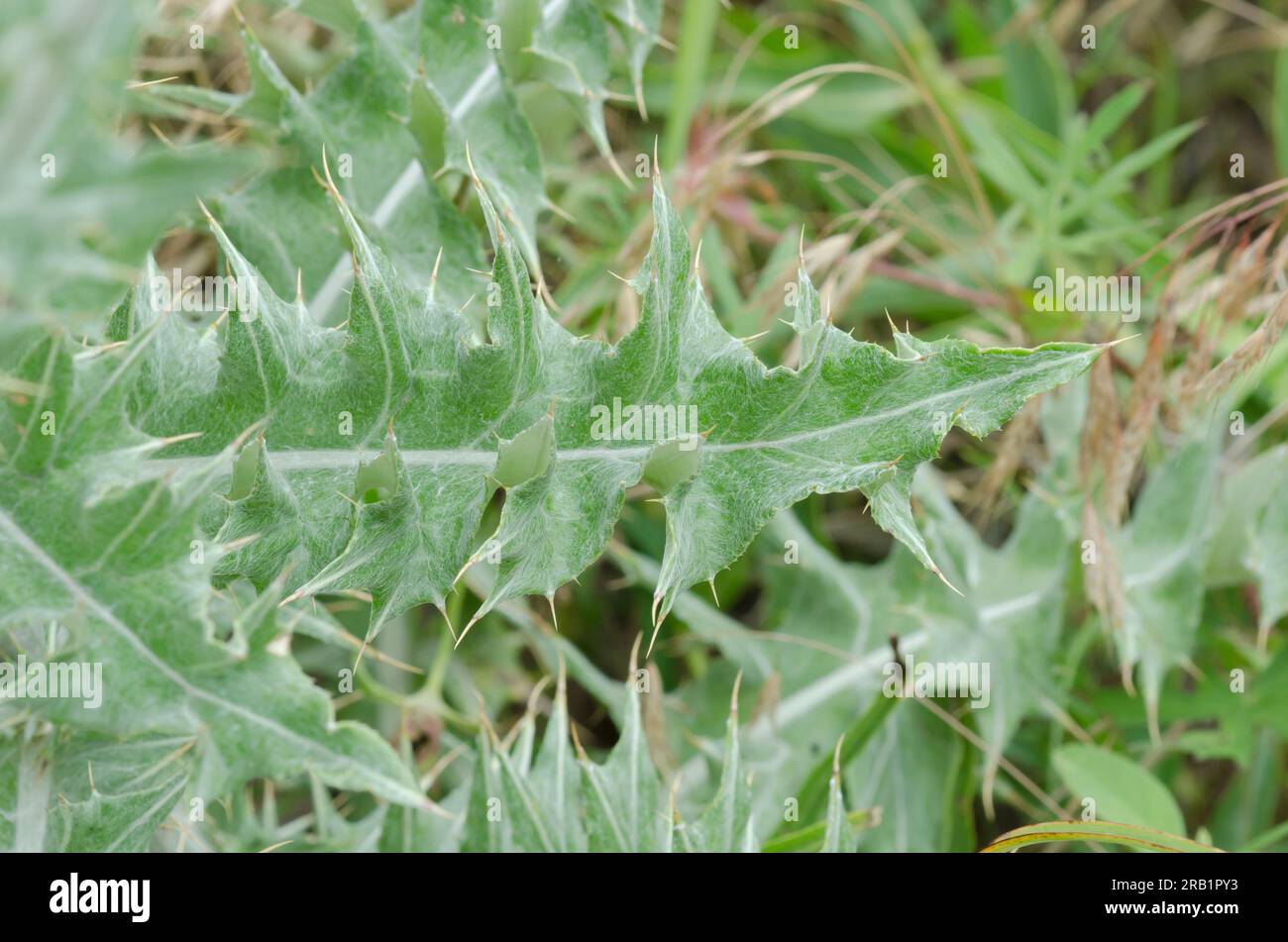 Cirsium undulatum hi-res stock photography and images - Alamy