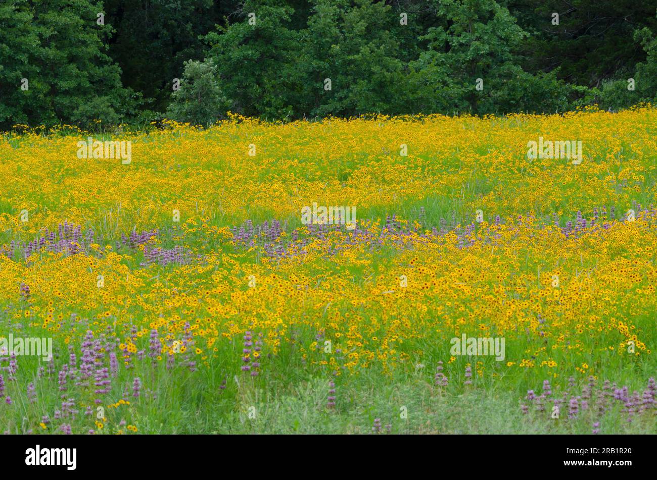 Plains Coreopsis, Coreopsis tinctoria, and Lemon Beebalm, Monarda ...