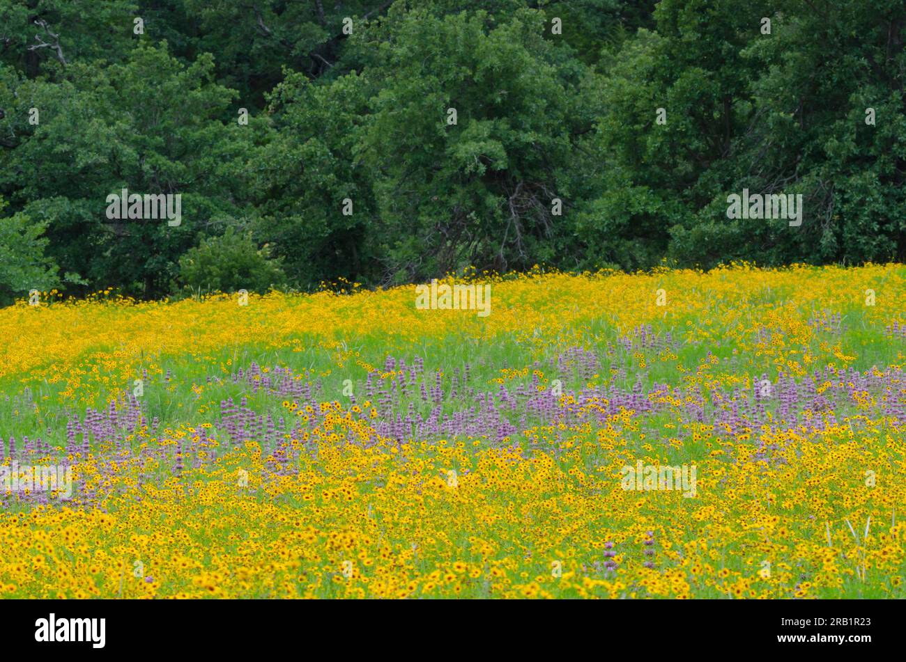 Plains Coreopsis, Coreopsis tinctoria, and Lemon Beebalm, Monarda ...