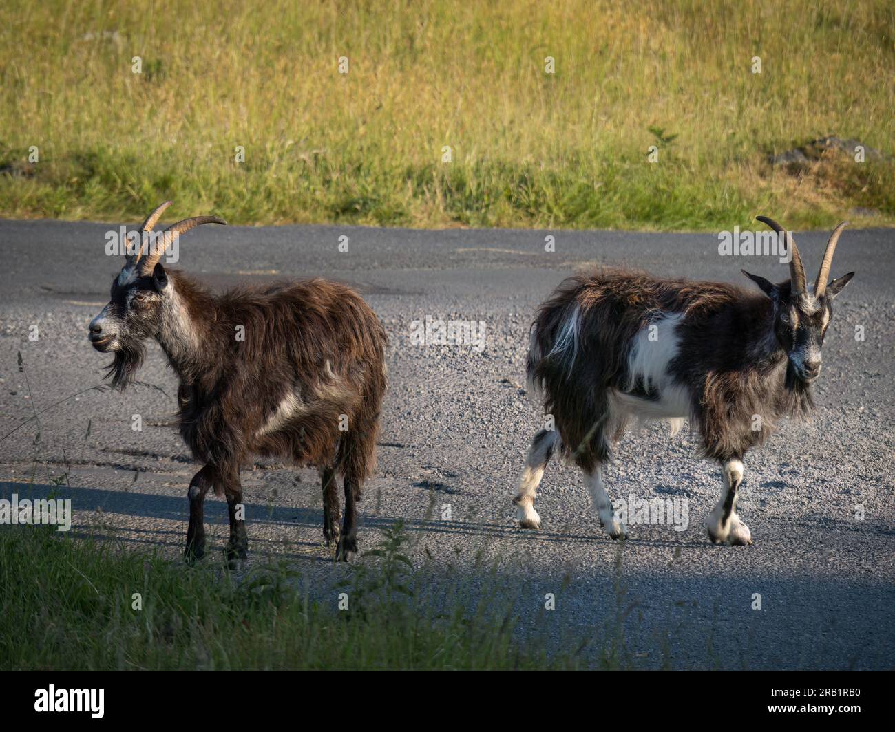 Two feral goats at the Valley of Rocks in North Devon, England Stock ...