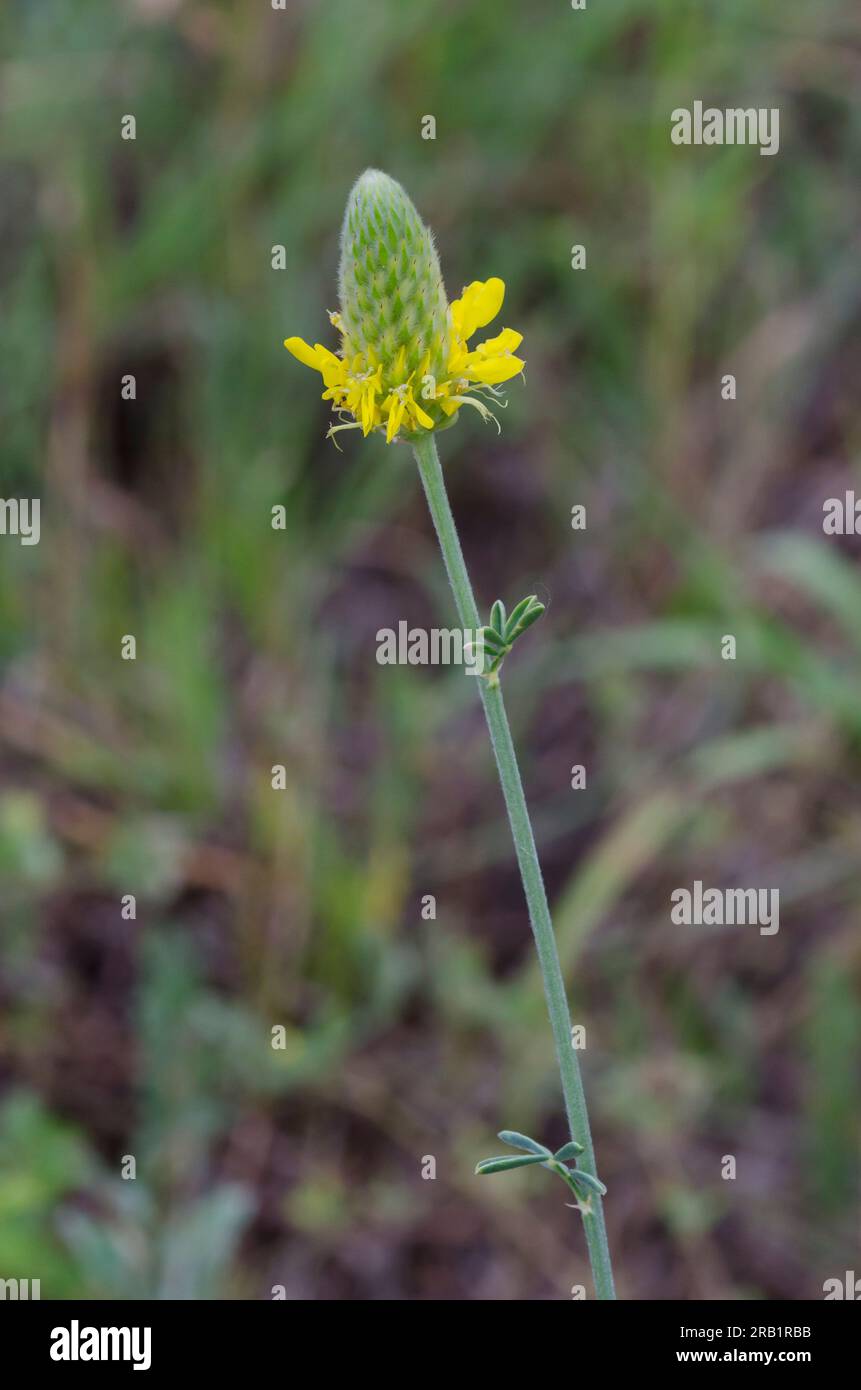 Golden Prairie Clover, Dalea aurea Stock Photo - Alamy