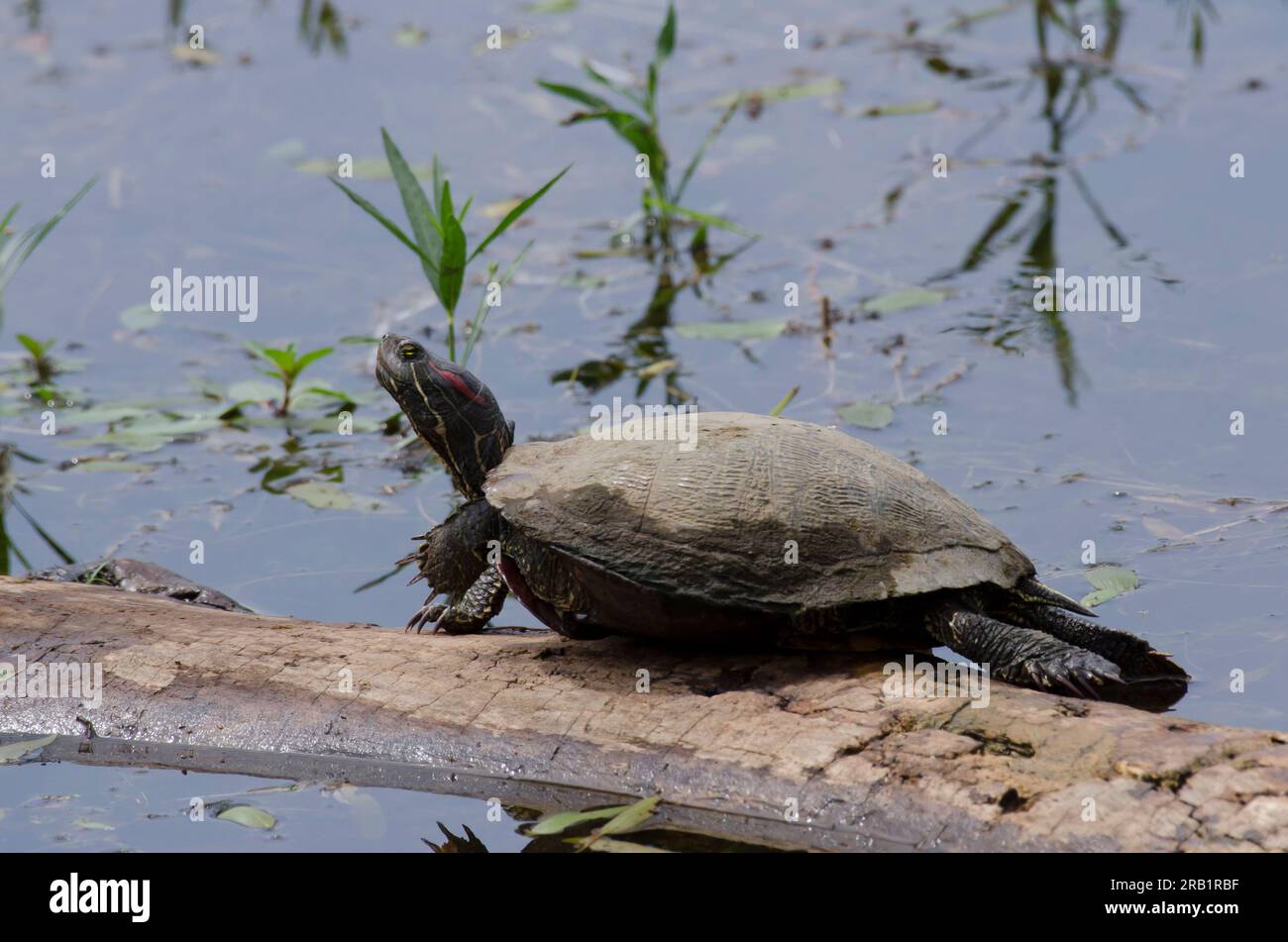 Red-eared slider, Trachemys scripta elegans, basking Stock Photo - Alamy
