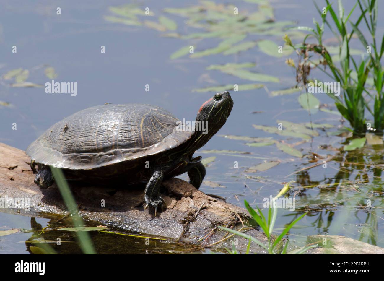 Red-eared slider, Trachemys scripta elegans, basking Stock Photo - Alamy