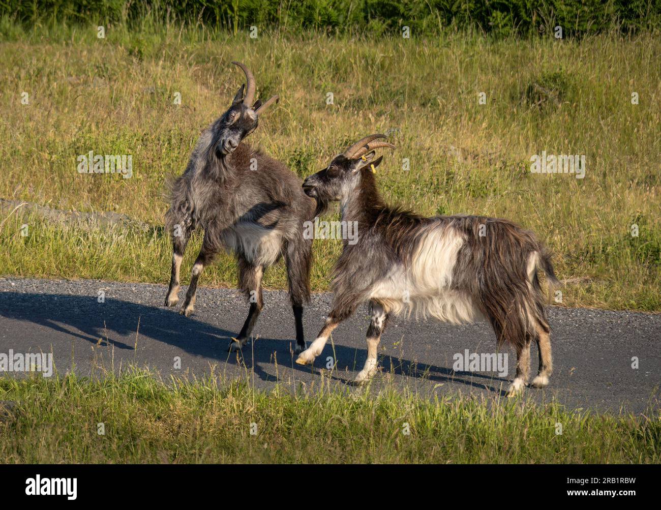 Sparring feral goats at the Valley of Rocks in North Devon, England ...