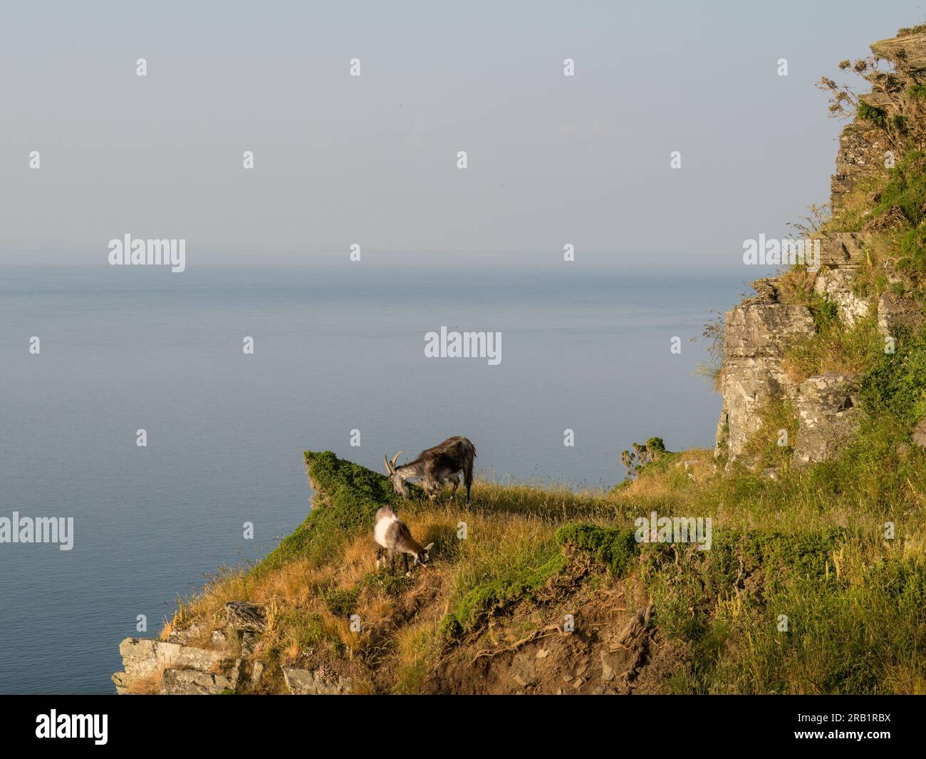 Feral goats on cliffs near Valley of Rocks in North Devon, England ...