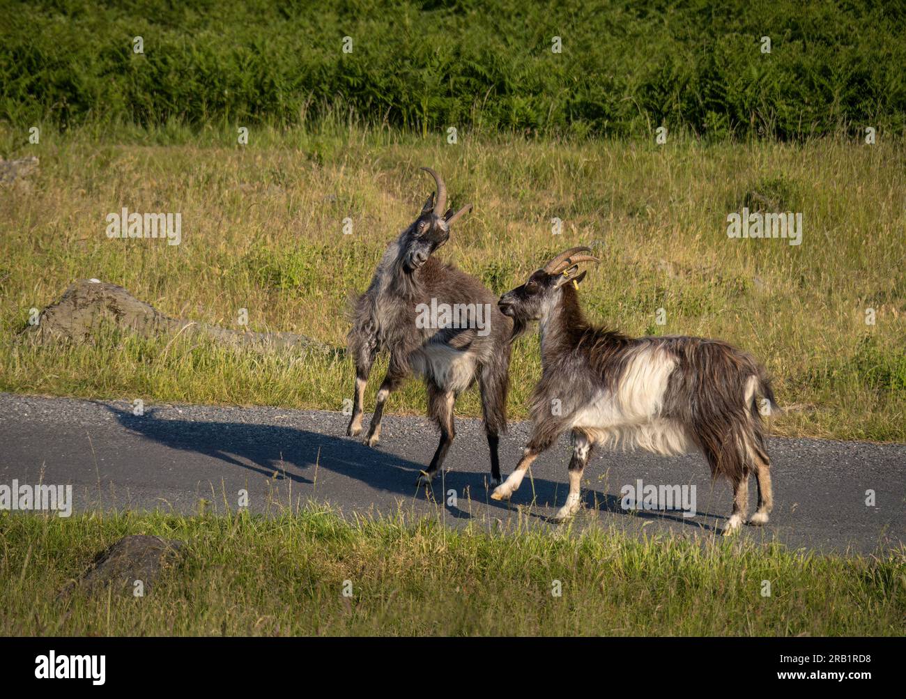 Sparring feral goats at the Valley of Rocks in North Devon, England ...