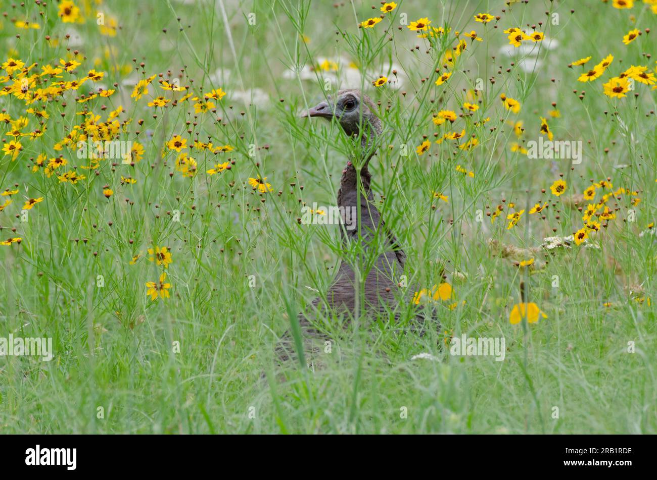 Wildflowers field tickseed plains coreopsis tinctoria wild hi-res stock ...