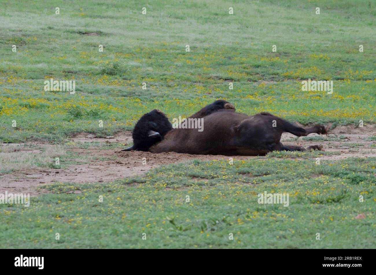 American Bison, Bison bison, bull rolling in dirt Stock Photo - Alamy