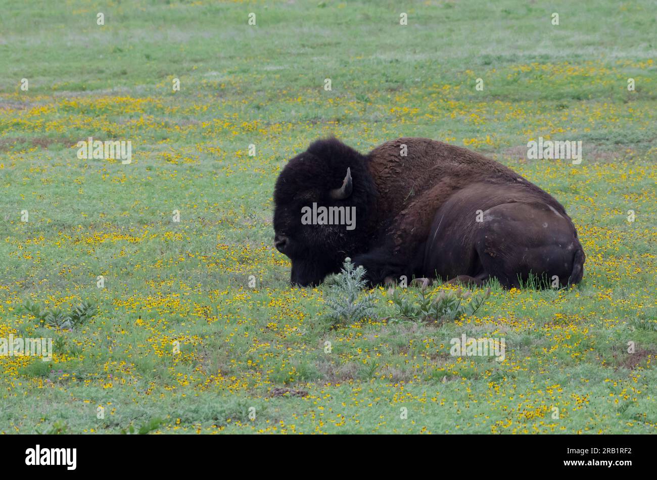 American Bison, Bison bison, bull Stock Photo - Alamy