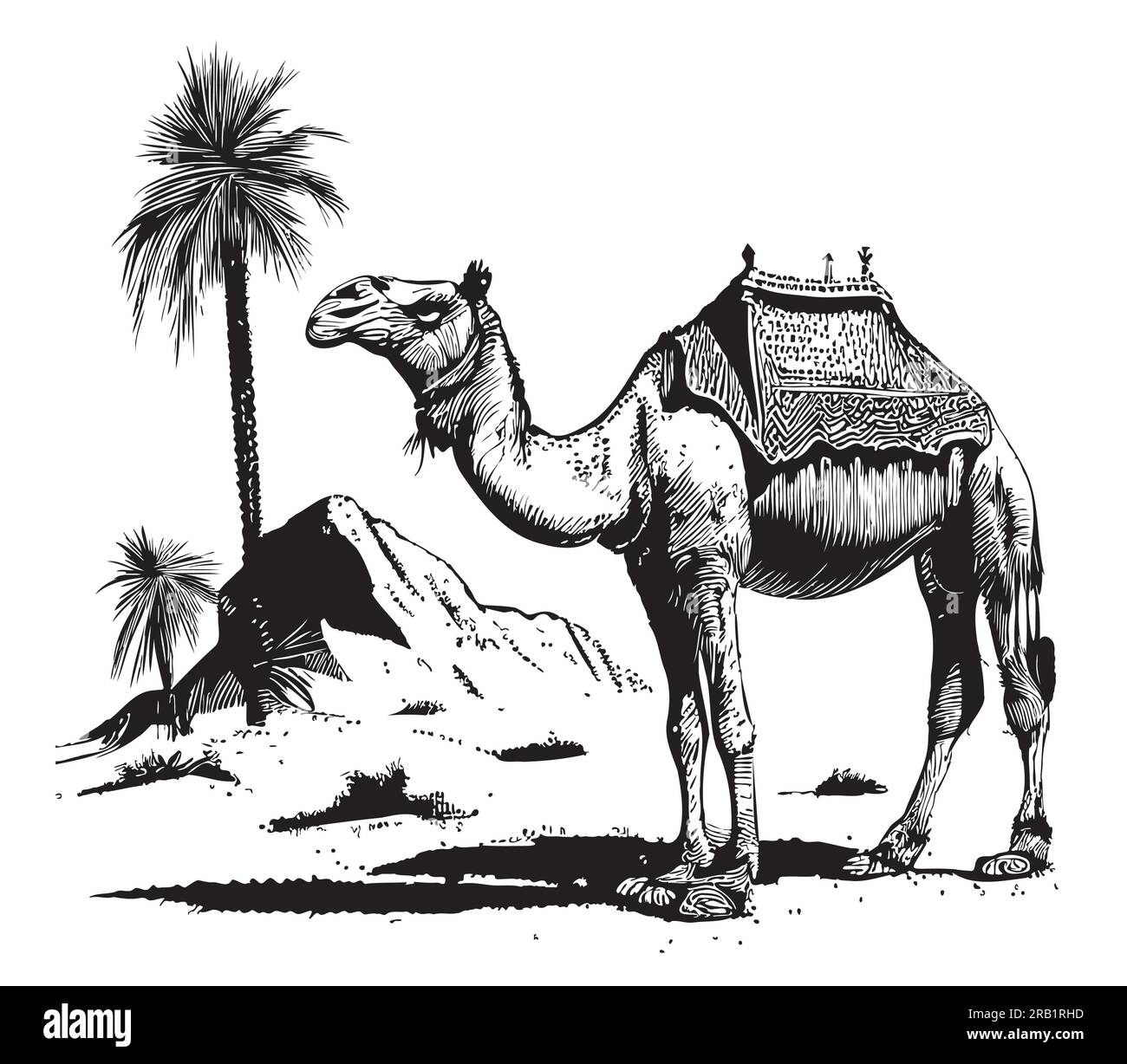 Camel safari egypt Black and White Stock Photos & Images - Alamy