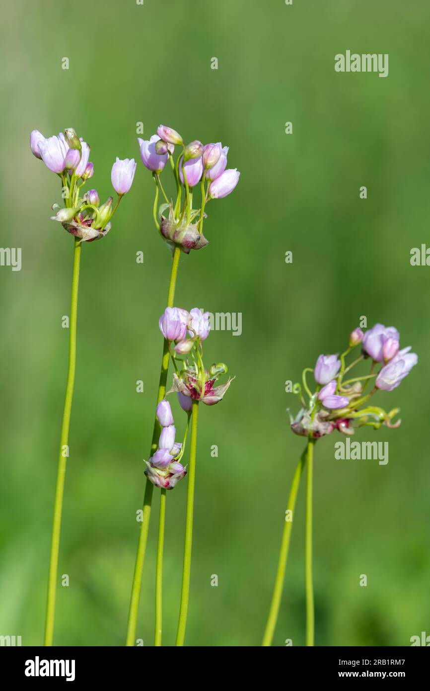 Close up of rosy garlic (allium roseum) flowers in bloom Stock Photo ...