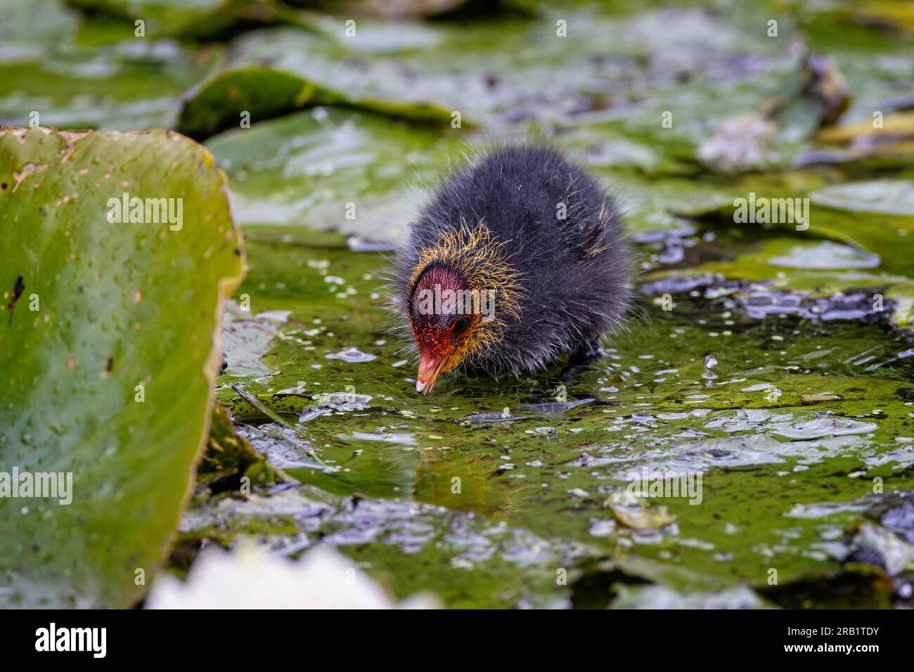 Small baby Coot walking on green lily pads on water surface Stock Photo ...